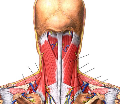Posterior Neck Diagram Quizlet