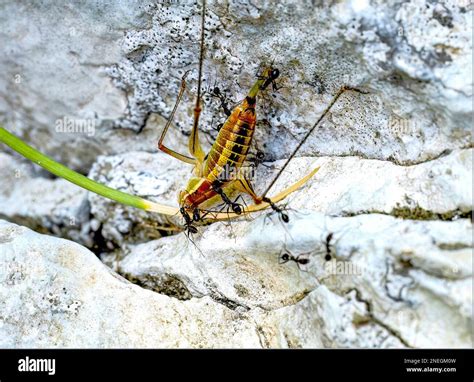 A Grasshopper Is Dragged Away To The Nest By Ants With Combined Forces