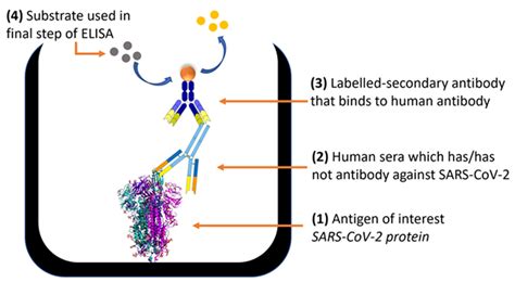 Enzyme Linked Immunosorbent Assay Elisa Nc Dna Day Blog