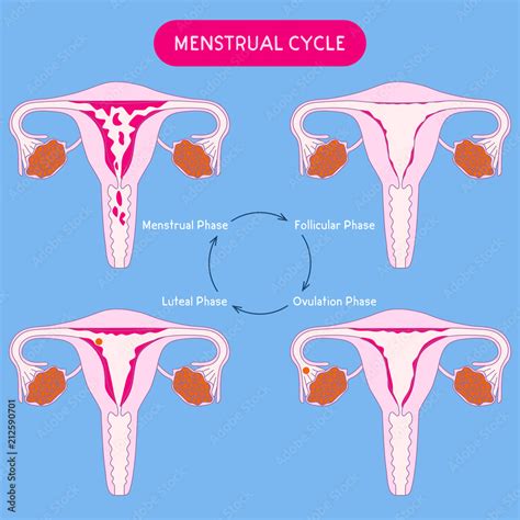 Menstrual Cycle Woman Critical Days Uterus Menstruation Vector