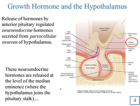 Fm2102 Physiology 4 Growth Hormone Flashcards Quizlet