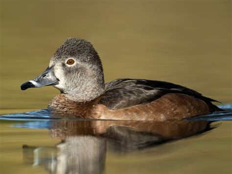 Ringsnaveleend Ebird