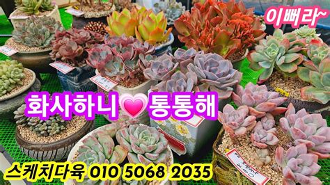 스케치다육💗골든글로우둥근잎화이트스노우파라다프린스아돌피빅레드레드파우더러우철화수연오팔리나미싱유라피네2310