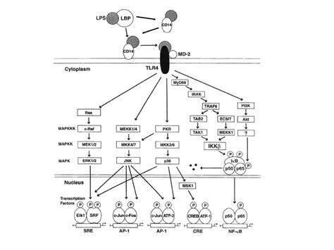 Ppt Adenosine Powerpoint Presentation Free Download Id 1481442