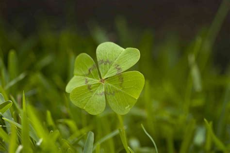 Shamrocks Vs Clovers Whats The Difference