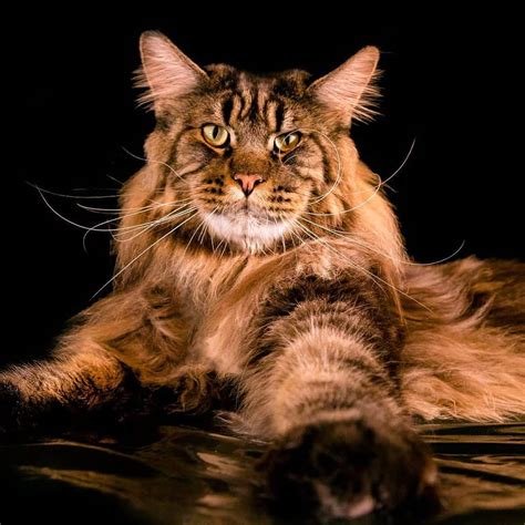 Largest House Cat In The World Guinness