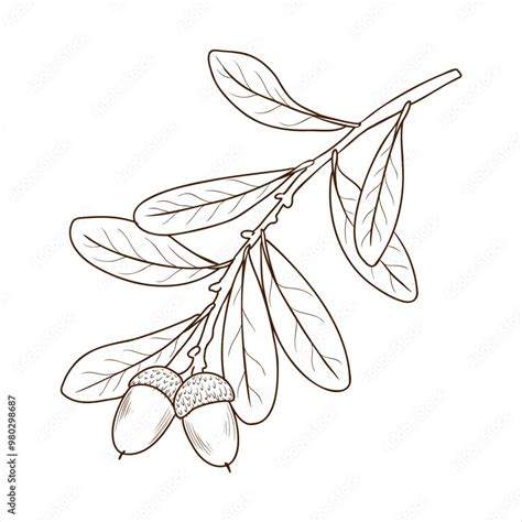 Vector Drawing Branch Of Southern Live Oak Tree With Leaves And Acorns