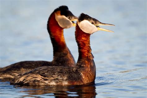 8 Easy Tips On How To Identify Birds Better With Birds