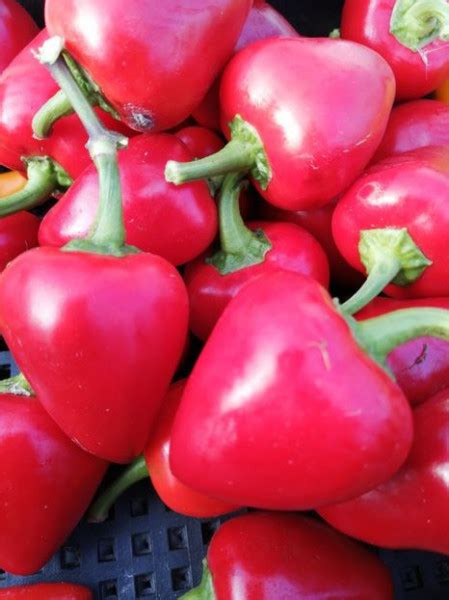 Seminte Ardei Iute Ai 107 De Umplut Cu Branza Neizolat