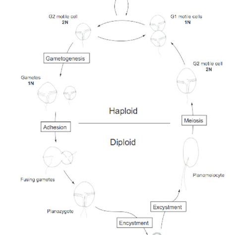 6 Typical Life History Of Members Of The Alexandrium Species Complex Download Scientific