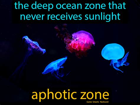 Definition Of Aphotic Zone In Earth Science Fedinit