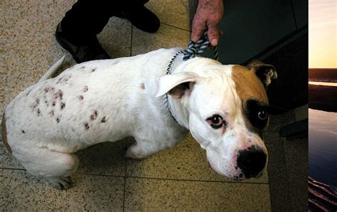 Is Pyoderma In Dogs Contagious To Humans
