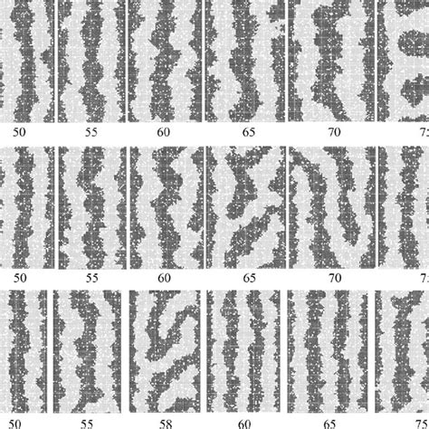 Snapshots Of The Polydisperse Symmetric Diblock Copolymers Confined