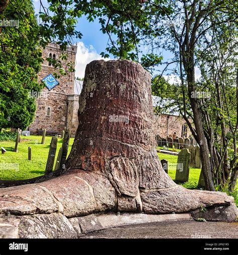 Fossil Tree Stump Petrified Tree Seal Tree Sigillaria Stanhope