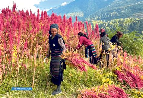 हिमाली भेगमा लोकप्रिय लट्टे अन्नपूर्ण पोस्ट्