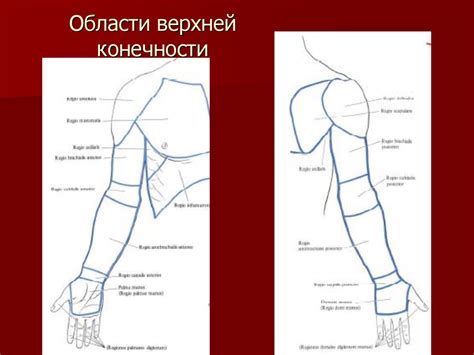 Топографическая анатомия в области надплечья и плеча Занятие 2 презентация онлайн