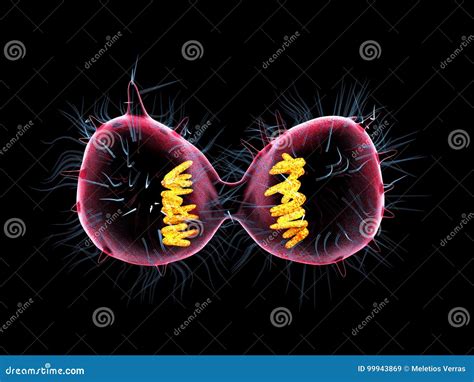 Cells Undergoing Mitosis Stock Illustration Illustration Of Medicine 99943869