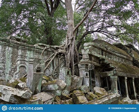 Huge Trees With A Powerful Root System Stock Photo Image Of Huge Radix 159286836