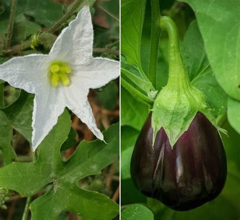 Eggplant Plant Has Flowers But No Fruit At Justin Poole Blog