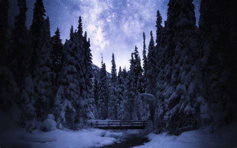 Starry Forest Wallpapers Top Free Starry Forest Backgrounds