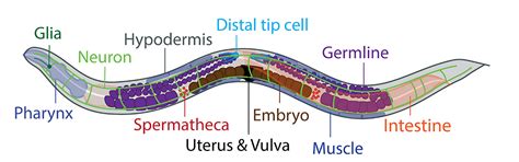 Anatomy Of Worm Annelid Worm Anatomy Stock Image C0088690