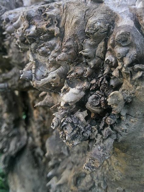 Tree Stock Photo Image Of Macro Deautiful Nature 126688094