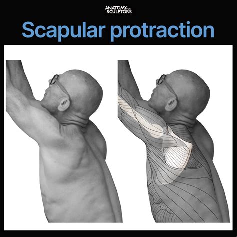 Artstation Scapular Protraction Scapula Human Anatomy Drawing Anatomy Drawing