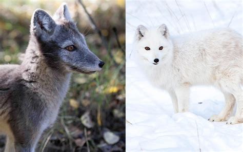 Tundra Arctic Fox In Summer