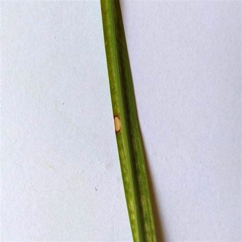 Rice Leaf Disease Detection Obj Object Detection Dataset V2 2023 03