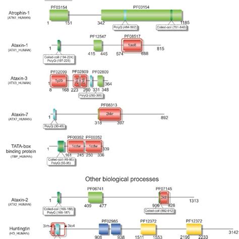 structural variability of proteins encoded by tnr containing genes