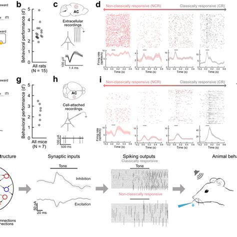 Diverse Single Unit Responses Measured In Rodent Auditory Cortex During Download Scientific