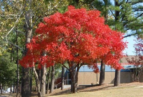 13 Small Trees With Non Invasive Roots For Courtyards Hort Zone