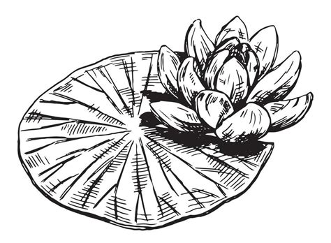 Lily Pad Outline Vector Art Icons And Graphics For Free Download