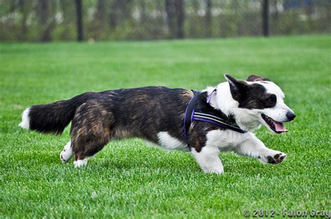 Dynamic Quantified Conv2d Have Accuracy Issue · Issue 70480 · Pytorchpytorch · Github