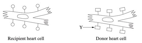 Human Immune System Questions Module 7 Year 12 Biology Lunchtimes With Bella