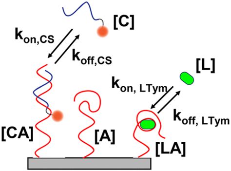 Heemstra Lab I Publications