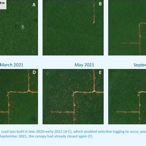 Figure A Example Of Selective Logging In High Resolution Satellite