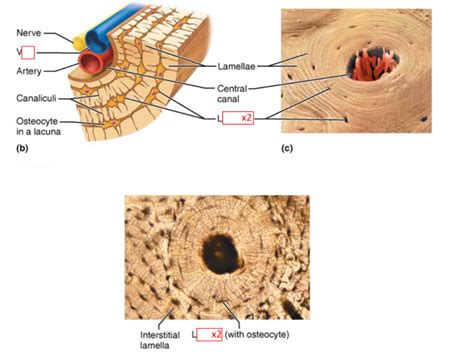 Diagram Of Microscopic Anatomy Of Compact Bone Pt 2 Quizlet