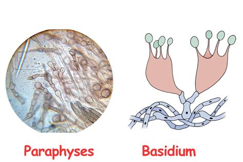 Difference Between Paraphyses And Basidium Things To Know