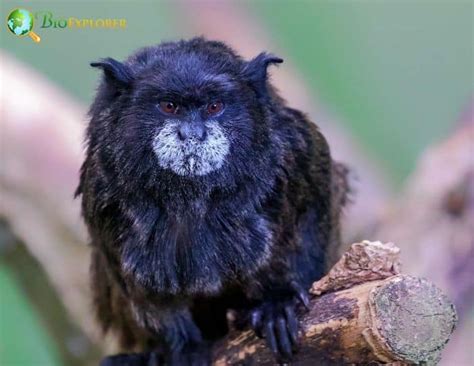 Black Mantled Tamarin Characteristics Leontocebus Nigricollis Facts Bioexplorer
