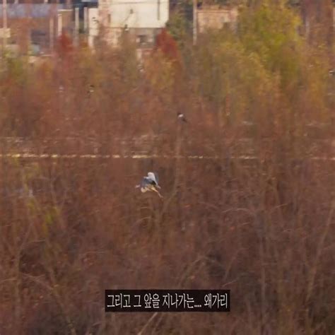 Yolov7 Bird Object Detection Dataset By Barcode