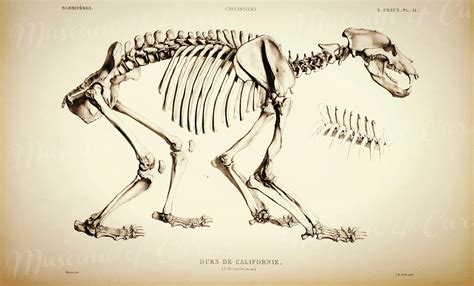 Grizzly Bear Skeleton Diagram