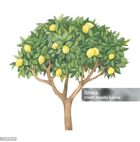 수채화 레몬 나무 손으로 그린 그림입니다 둥근 단풍 나무는 하나의 흰색 배경을 분리했습니다 Thuja에 대한 스톡 벡터 아트 및 기타 이미지 Istock
