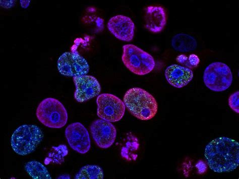 Phage Display Screening