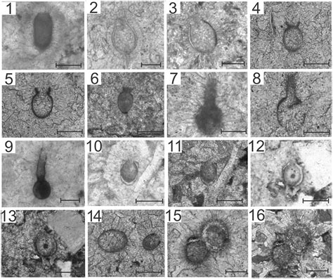 Carbonaceous And Siliceous Neoproterozoic Vase Shaped Microfossils Urucum Formation Brazil