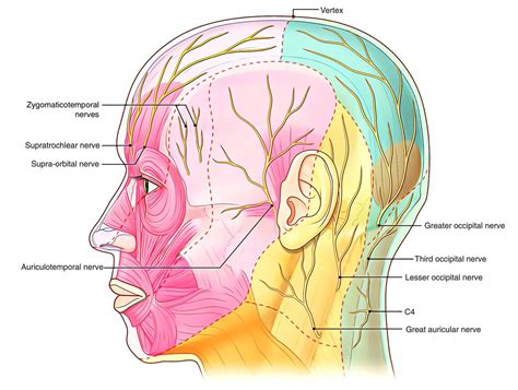 Suboccipital Nerve Anatomie Anatomy Of The Suboccipital Region Video