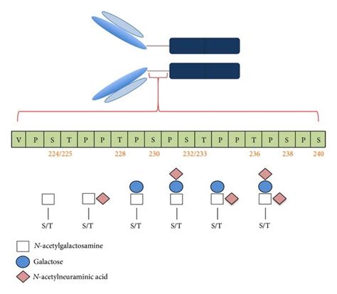 Iga1 And Hinge Region O Glycosylation In Igan Patients Figure Of Download Scientific Diagram