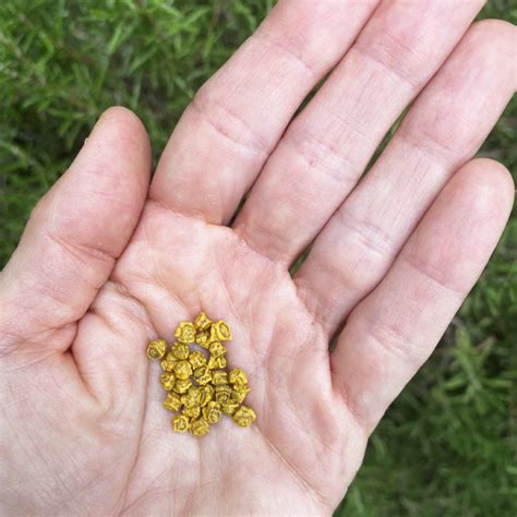 Organic Yellow Beetroot Boldor Seeds Fontana Seeds