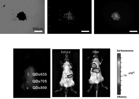 Quantum Dot Based Labeling Of An Ips Cell And In Vivo Imaging