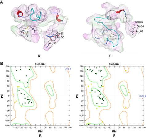 Three Dimensional Modeling Of The Fusion Peptides Notes A The